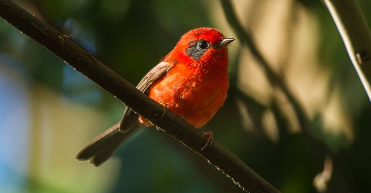 16 Most Poisonous Birds and Where to Find Them - Exploring Animals