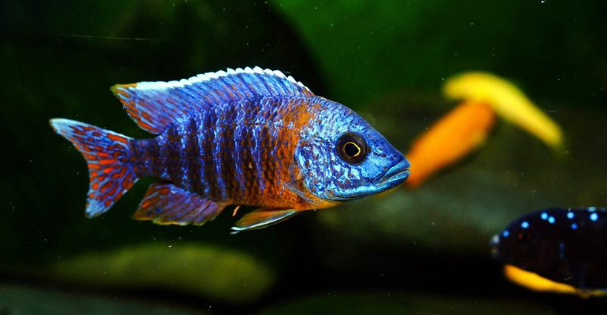 16 Reasons Cichlids Might Be the Coolest Fish on the Planet - Exploring ...