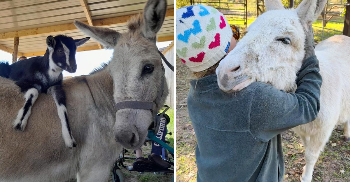 16 Reasons Why Donkeys Make Excellent Pets - Exploring Animals