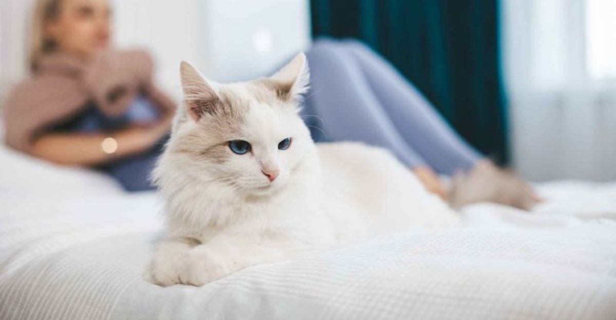 16 Things That Make White Cats Some of the Best Pets Ever - Exploring Animals