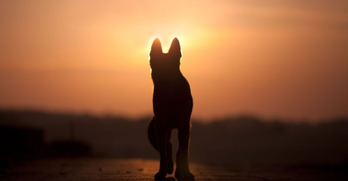 16 Things to Know If Your Dog Passes Away at Home - Exploring Animals