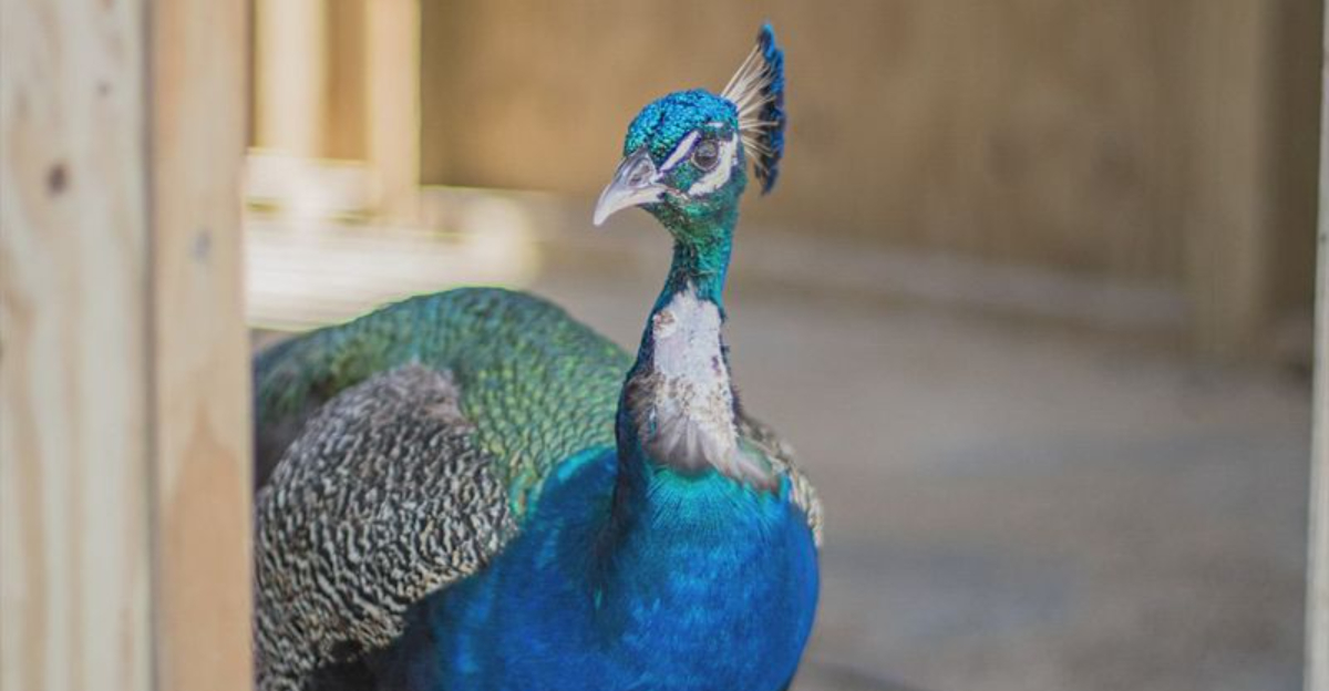 16 U.S. States With the Highest Populations of Wild Peacocks ...