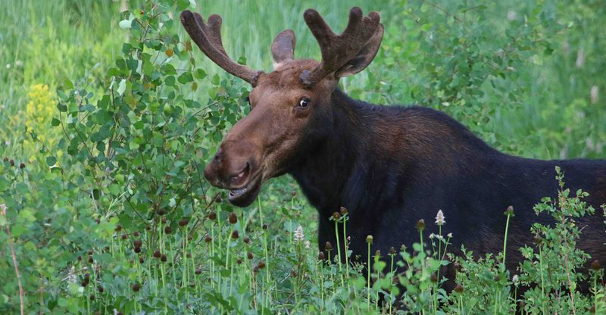 16 U.S. States With the Most Moose Sightings in the Wild - Exploring ...