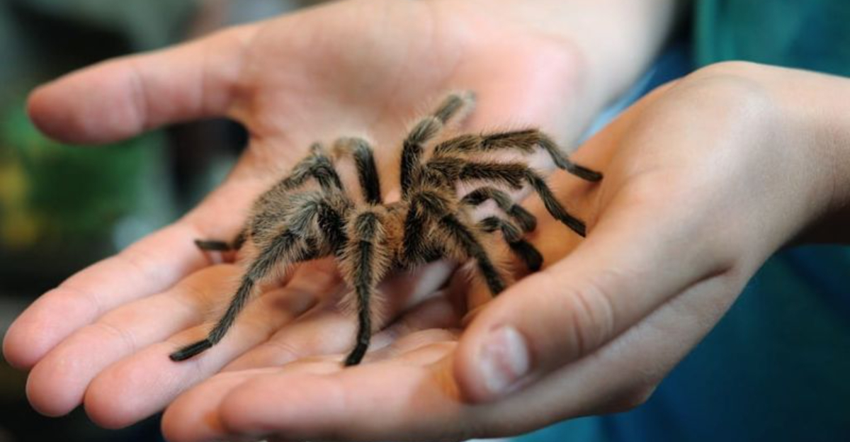 16 Wild Facts About Tarantulas That Might Give You Chills - Exploring ...