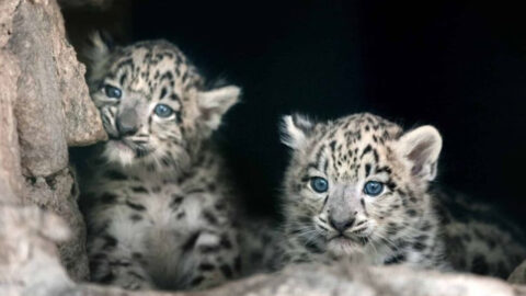 17 Amazing Things You Didn’t Know About Snow Leopards - Exploring Animals