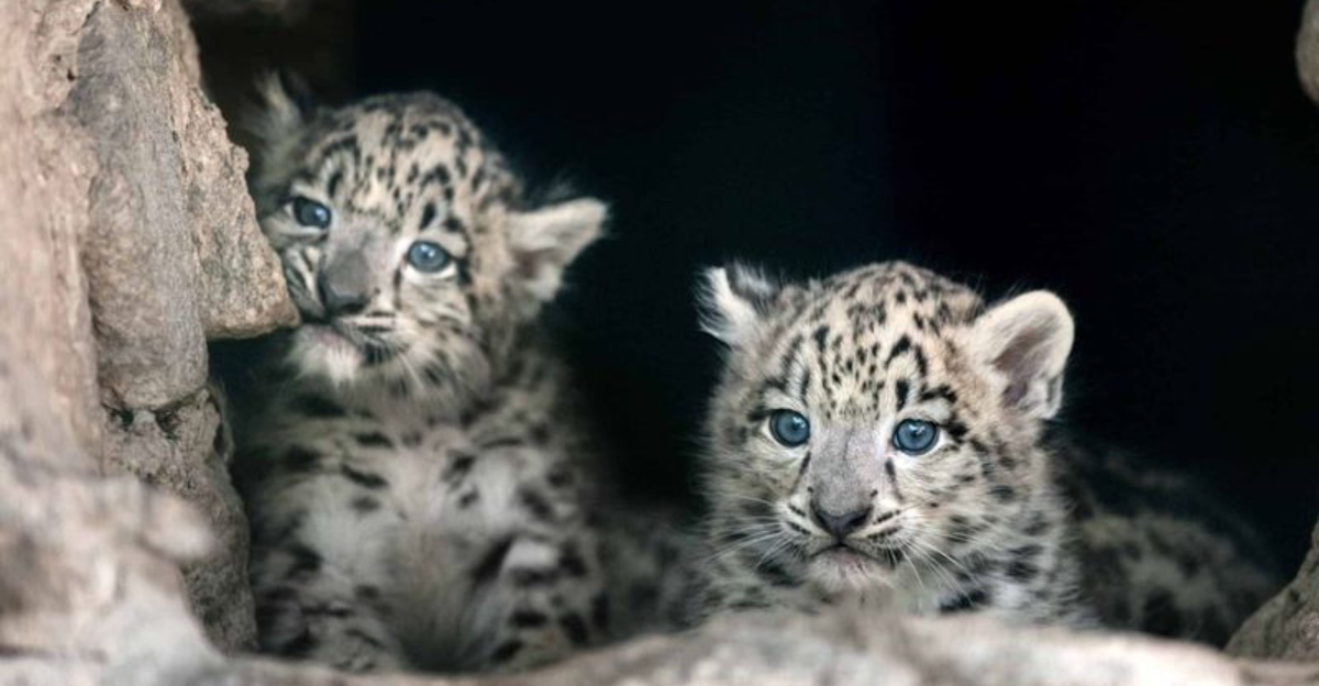 17 Amazing Things You Didn’t Know About Snow Leopards - Exploring Animals
