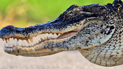 17 Animals That Have Lived in the US for Millions of Years - Exploring Animals