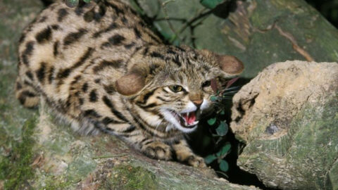 17 Deadliest Small Cat Breeds Not to Be Trifled With - Exploring Animals