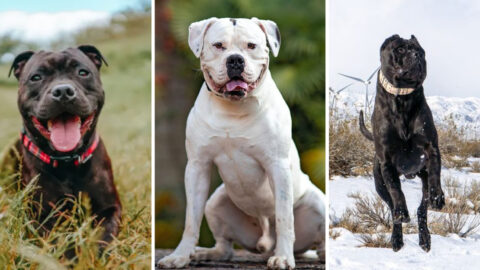 17 Dog Breeds That Look Like Pitbulls (But Aren’t) - Exploring Animals