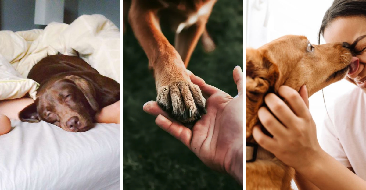 17 Emotional Ways Your Dog Shows They Trust You Completely - Exploring ...