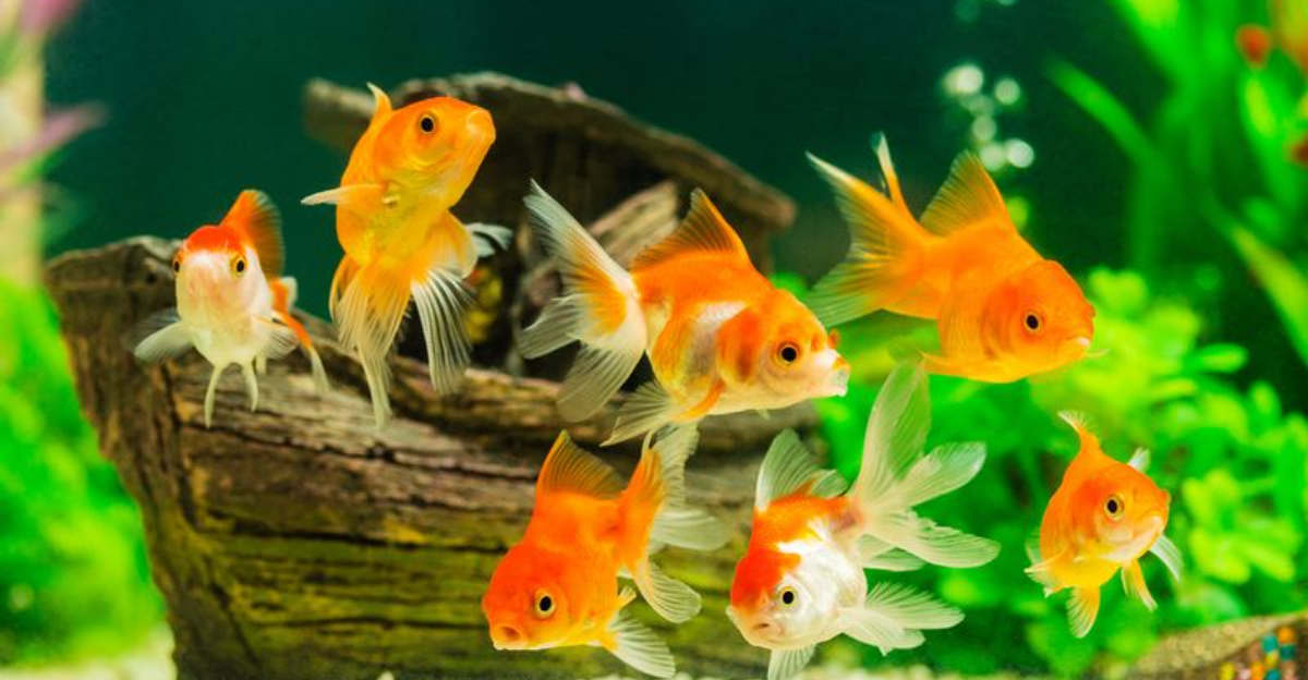 16 Essential Tips for Taking Care of Your Fish - Exploring Animals