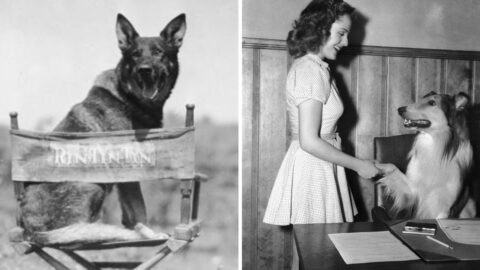 17 Famous Dogs From American History You Need to Know - Exploring Animals