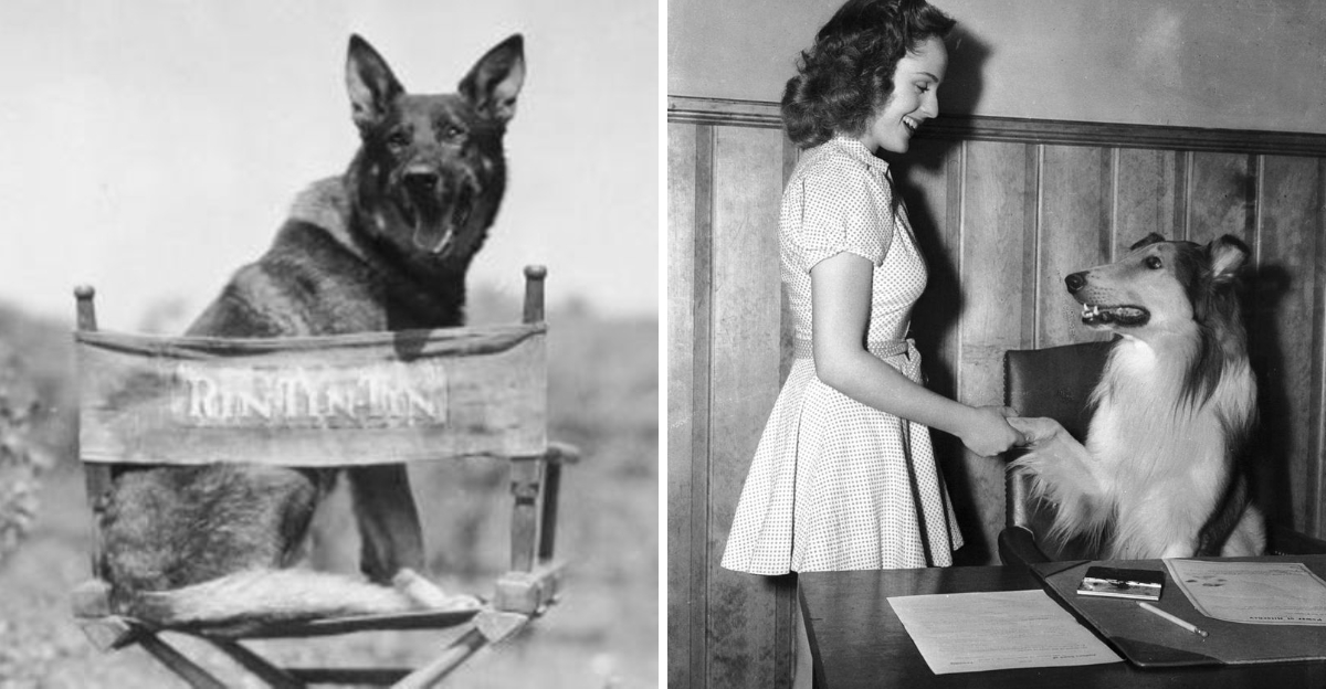 17 Famous Dogs From American History You Need to Know - Exploring Animals