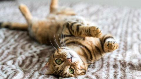 17 Fascinating Cat Facts Every True Cat Lover Should Know - Exploring ...