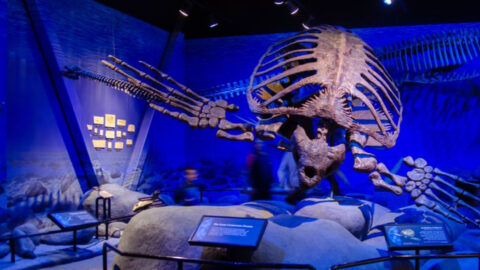 17 Incredible Facts About the Largest Prehistoric Turtle From 80 ...