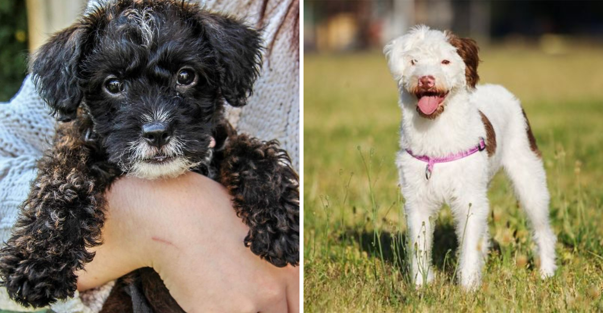 17 Jack-A-Poo Characteristics That Set Them Apart and What They Need - Exploring Animals