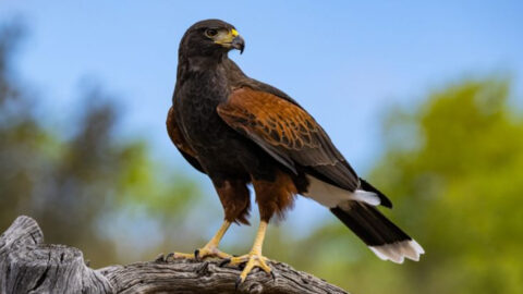 17 Magnificent Types of Hawks and Where to Find Them - Exploring Animals