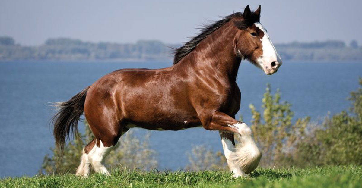 17 Most Muscular Horse Breeds That Were Built For Power - Exploring Animals