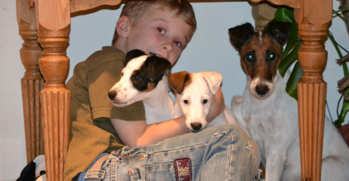 17 Must-Know Facts About Smooth Fox Terriers and How to Raise Them ...