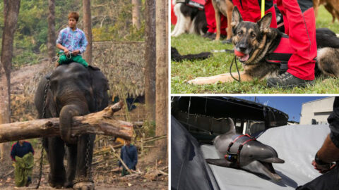 17 Odd Animal Jobs: How Animals Contribute to Human Lives - Exploring ...