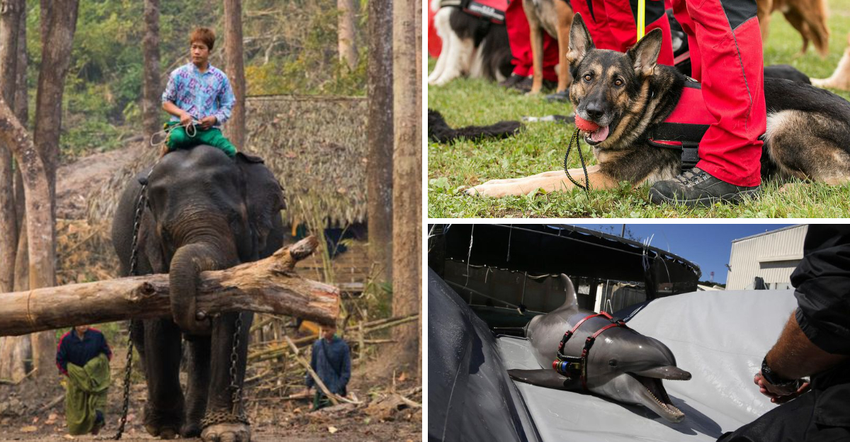 17 Odd Animal Jobs: How Animals Contribute to Human Lives - Exploring ...