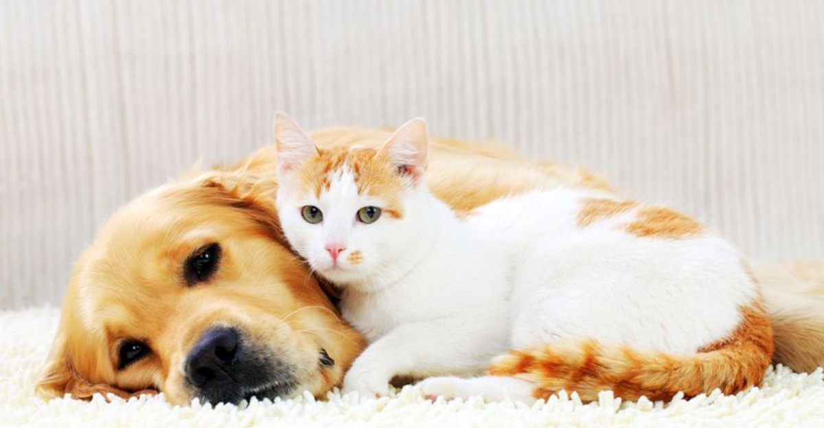 17 Reasons Cats and Dogs Belong Together - Exploring Animals