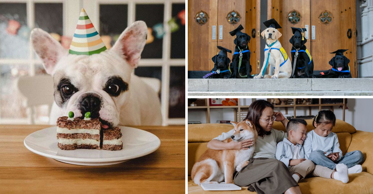 17 Reasons Humans Consider Their Dogs Their Actual Child - Exploring ...