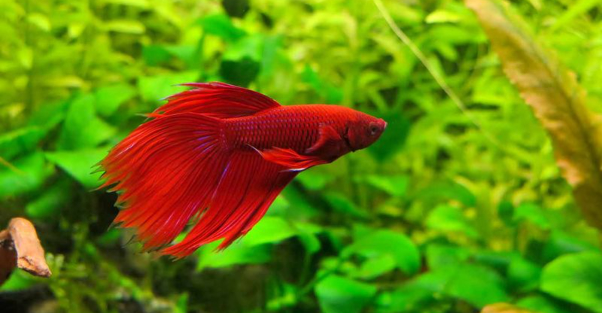 17 Things You Didn’t Know About Betta Fish (Plus How to Care for Them ...