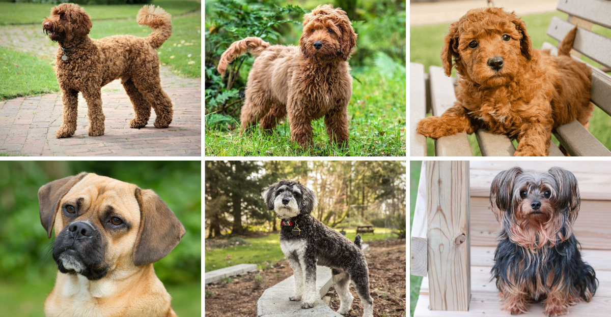 18 Adorable Crossbreed Dogs That Are Just as Lovable as Purebreds ...