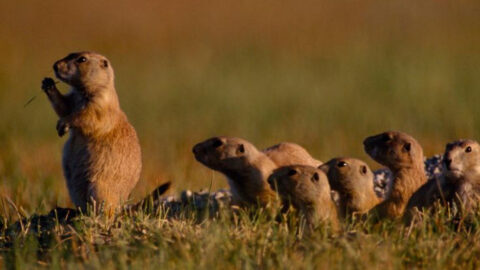 18 Animal Species That Have a Leader - Exploring Animals