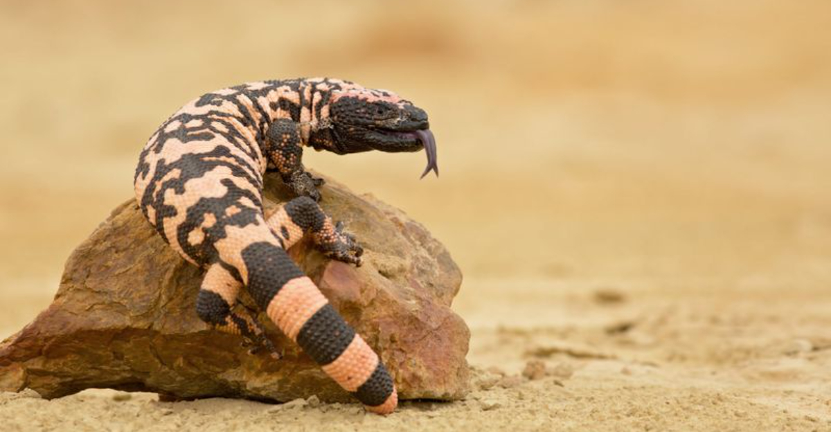18 Animals That Have Mastered Survival in U.S. Deserts - Exploring Animals