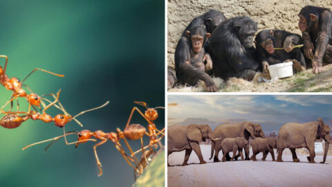 18 Animals That Have Mastered Teamwork in the Wild - Exploring Animals