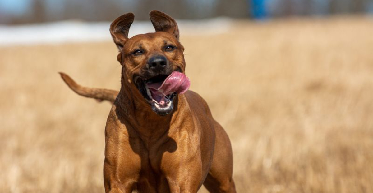 18 Brave Dog Breeds That Wouldn’t Back Down from a Leopard in the Wild ...