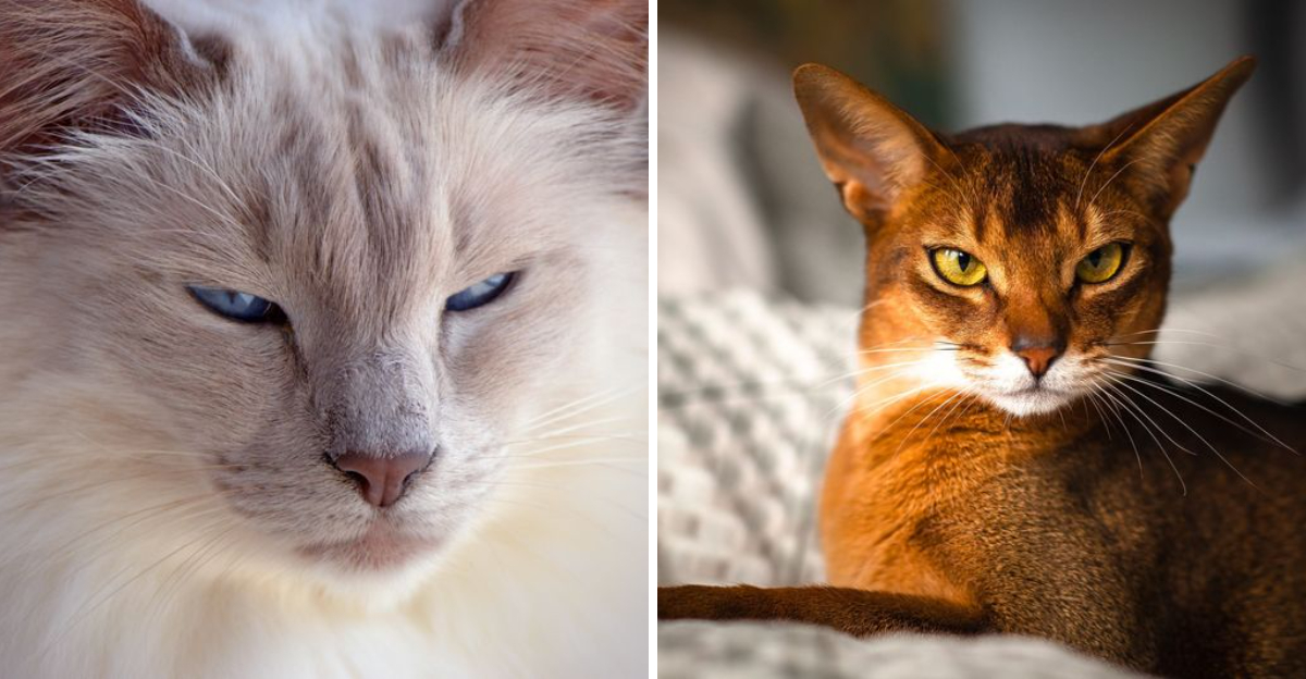 18 Cat Breeds That Are Known for Their Intelligence - Exploring Animals