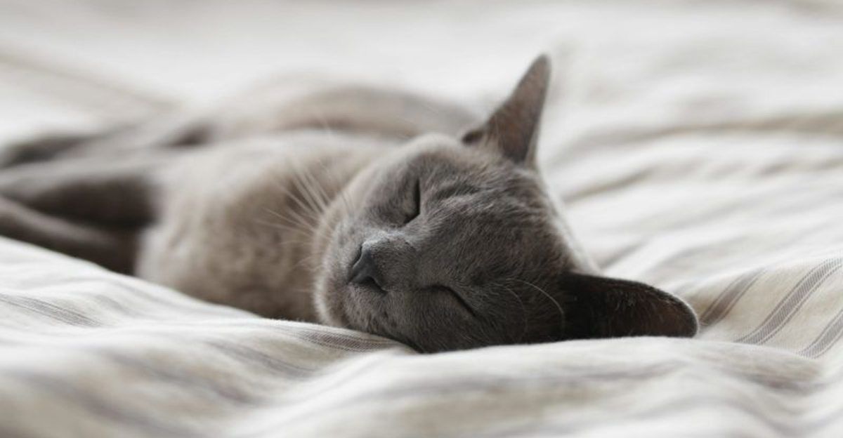 18 Cat Breeds That Sleep the Most - Exploring Animals