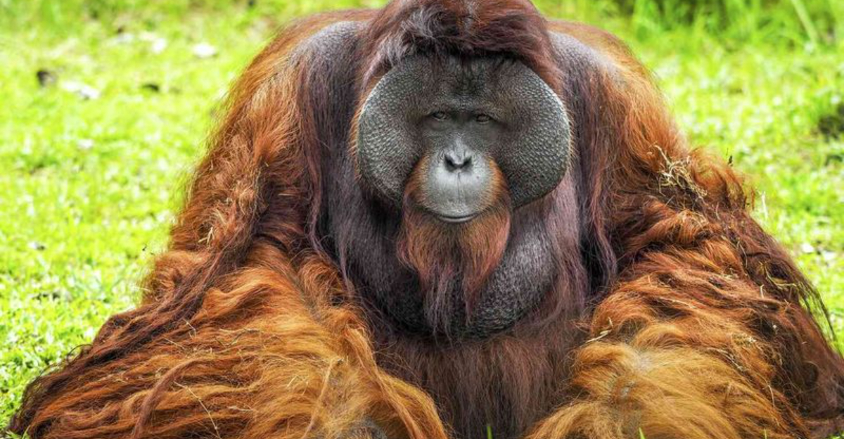 18 Endemic Animals Exist Nowhere Else On Earth - Exploring Animals