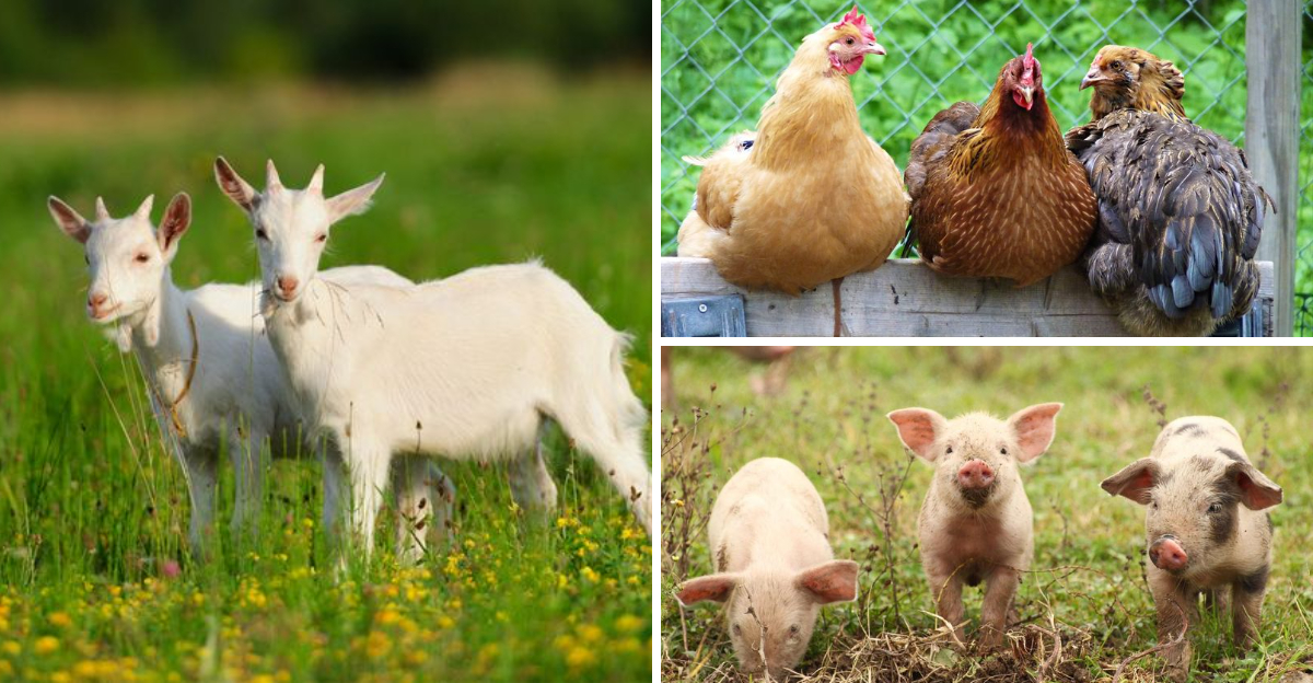18 Farm Animals That Are Easy to Care For (and Some That Demand a ...