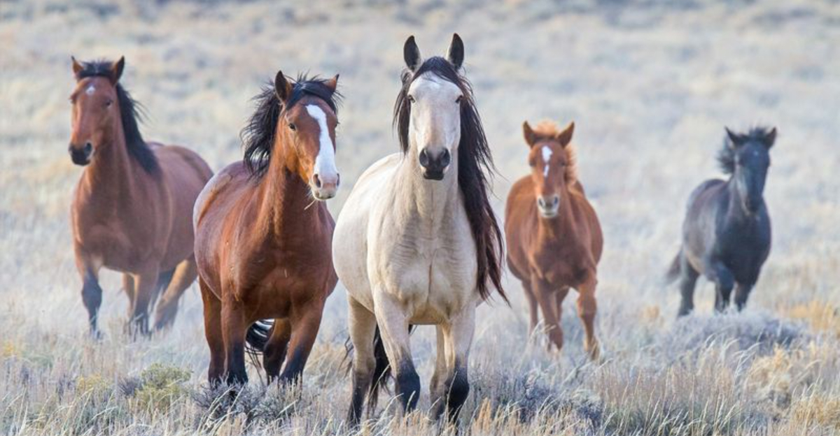 18 Key Differences Between Mustangs and Domesticated Horses - Exploring ...