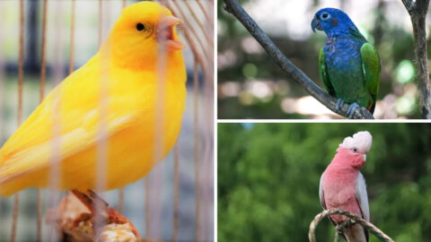 18 Noisiest Pet Bird Breeds (and Some That Stay Surprisingly Quiet ...