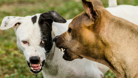 18 Practical Tips to Handle and Calm an Aggressive Dog - Exploring Animals