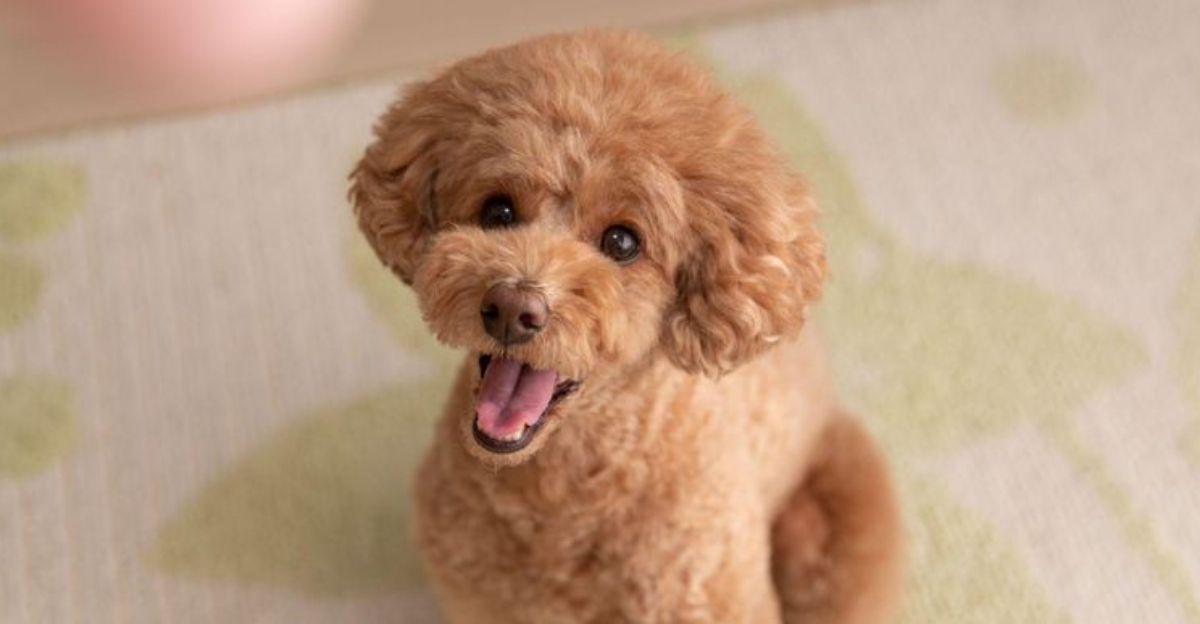 18 Sensitive Dog Breeds That Can’t Thrive Without Your Constant ...