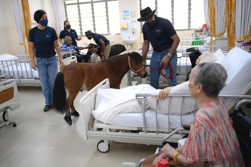 18 Small but Mighty Horses Showing the Magic of Miniature Breeds ...