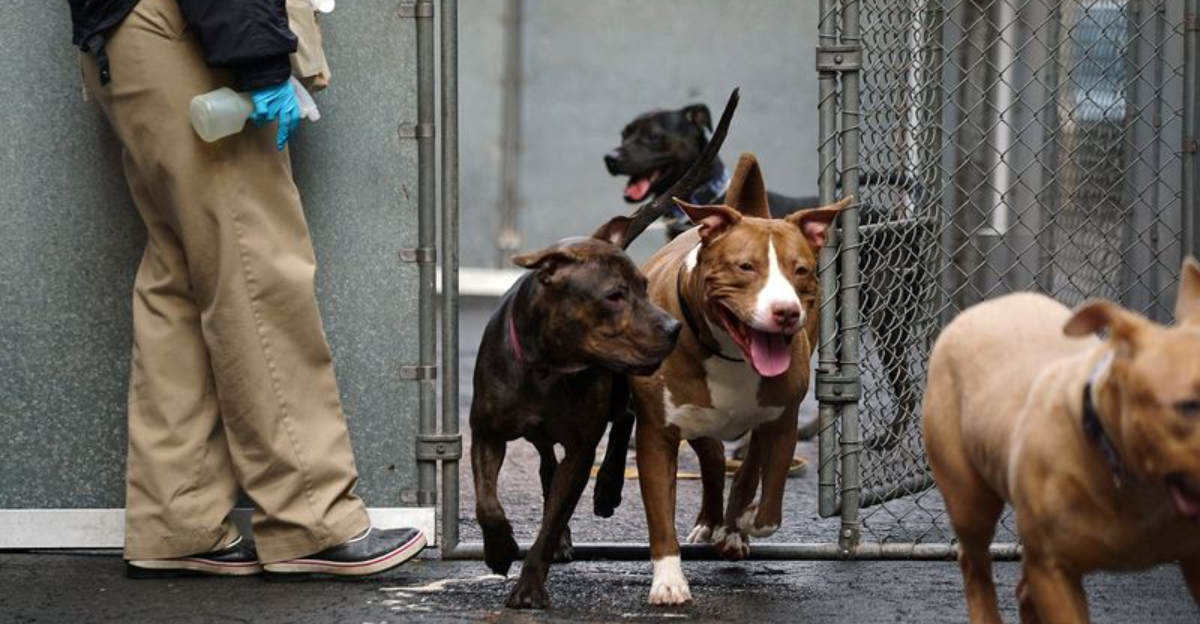18 States Where Dog Adoption Rates Are the Highest (And Why ...
