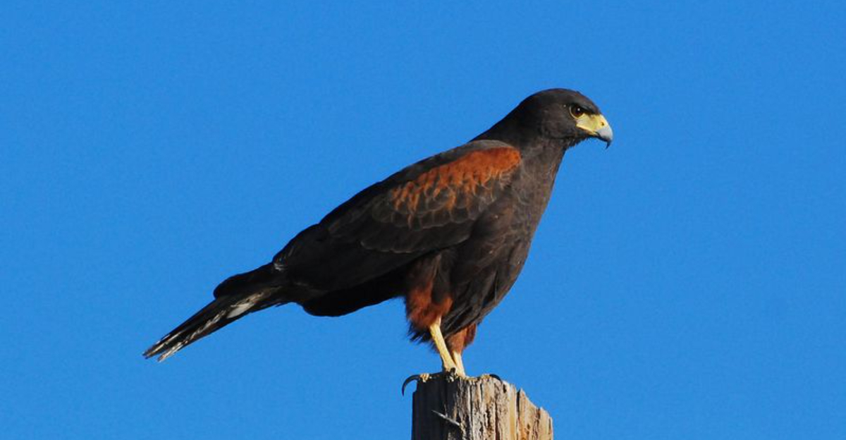 18 Striking Desert Birds You Might Spot in the Southwest - Exploring ...