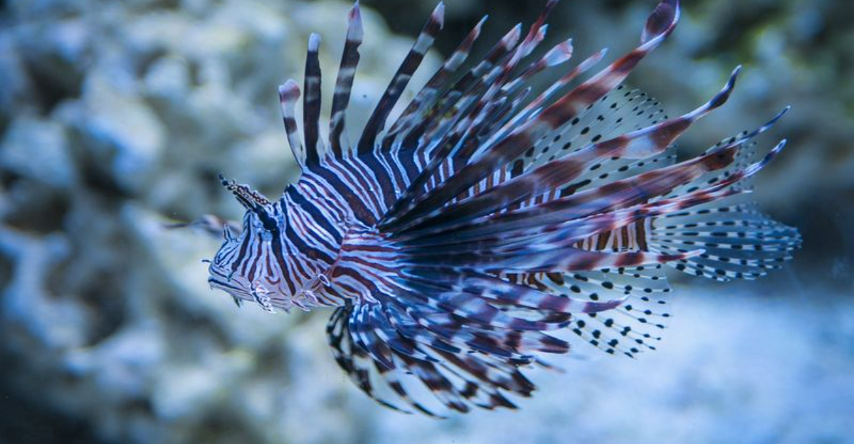 18 Weird and Wonderful Fish Found Across America - Exploring Animals
