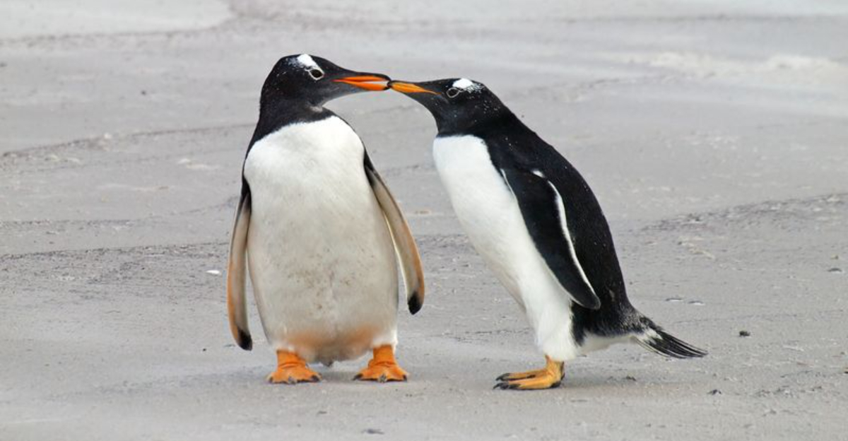 19 Animal Couples That Really Mate for Life (True Love in the Wild ...