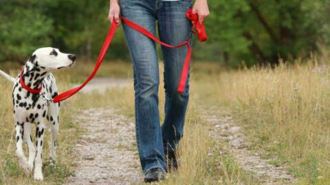 19 Best Dog Breeds for Long Walks and Big Adventures - Exploring Animals