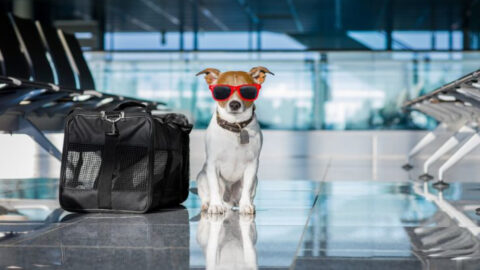 19 Best Travel-Ready Dog Breeds for Life on the Road - Exploring Animals