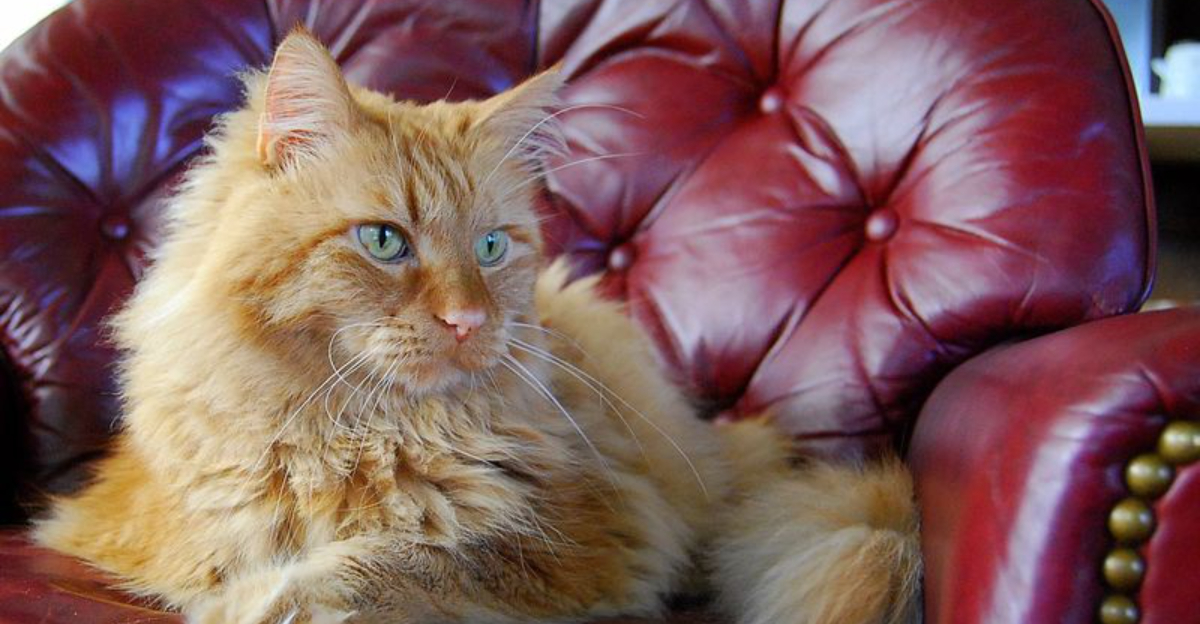 19 Cat Breeds That Boomers Say Are Better Company Than People ...