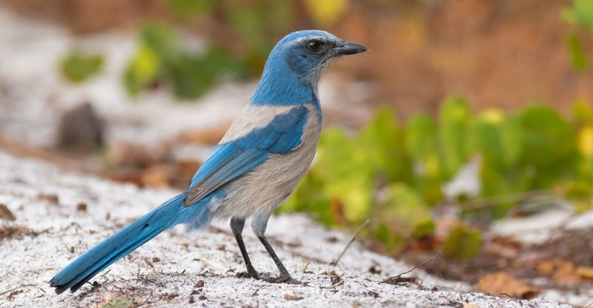 19 Endangered Species You'll Only Find In Florida - Exploring Animals